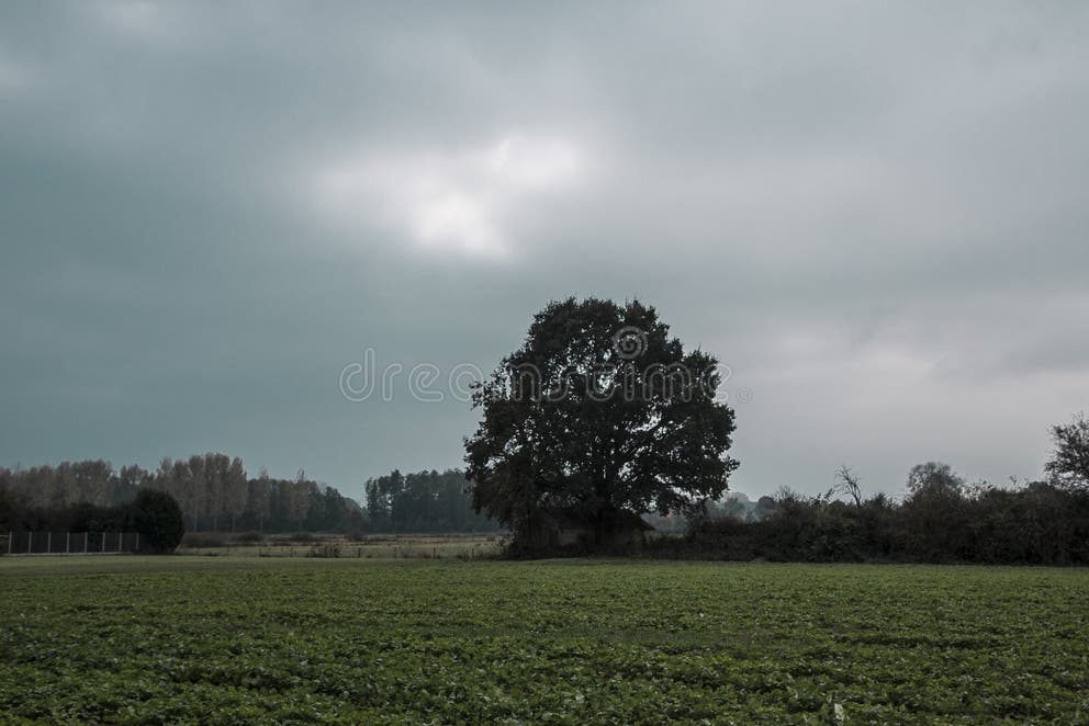 Autumn Landscape. Tree on a Cloudy Day Over Empty Field Stock Photo ...