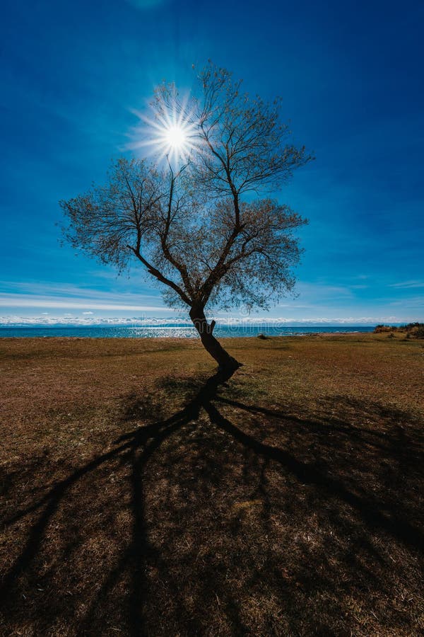 Autumn Landscape with Tree on Lake Shore in Sunshine Stock Photo ...