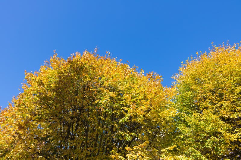 Autumn Landscape. Autumn Tree Leaves Blue Sky Background. Stock Photo ...