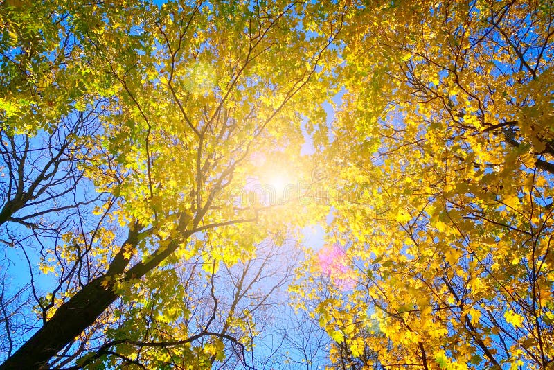 Autumn Landscape. Autumn Tree Leaves Sky Background Stock Image - Image ...