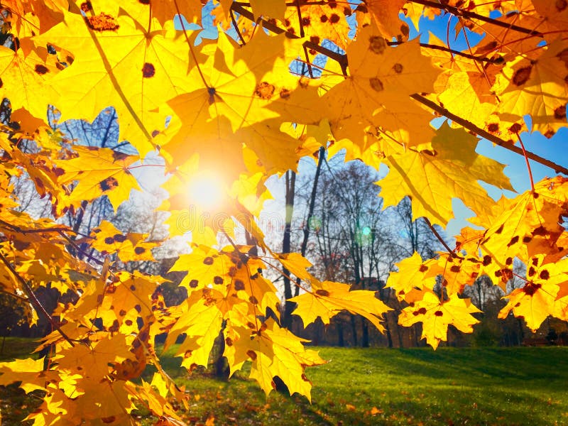 Autumn Landscape. Autumn Tree Leaves Sky Background Stock Photo - Image ...