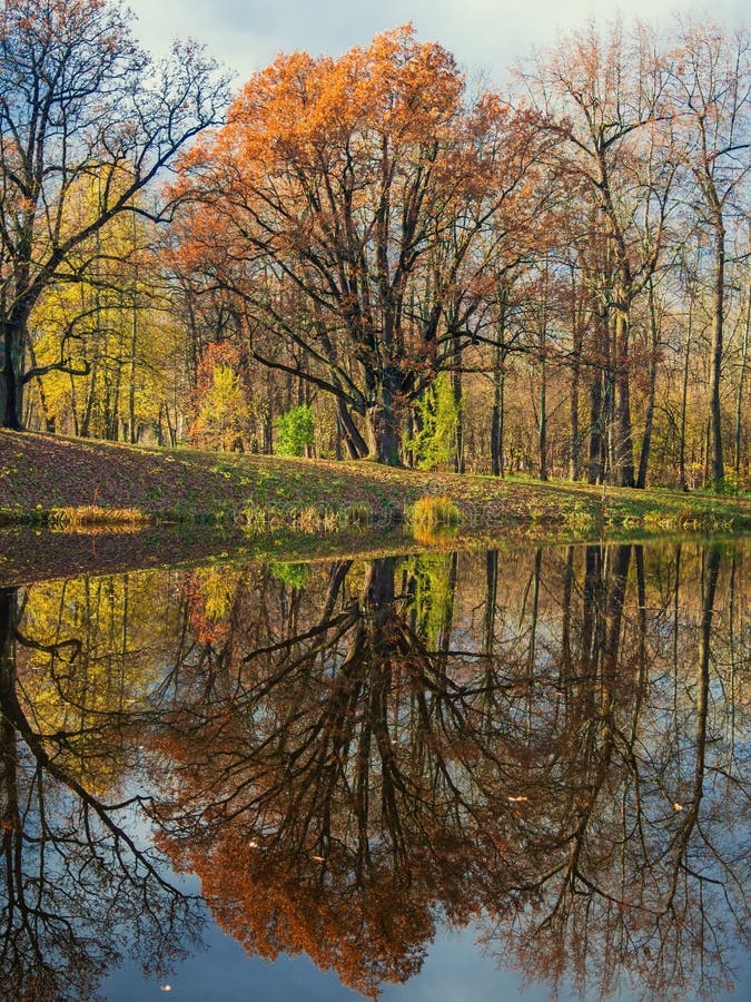 Tree reflected in water stock image. Image of trunk, branch - 81462275