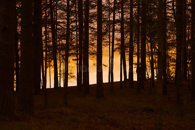 Forest Twilight Background stock photo. Image of pale - 203528908