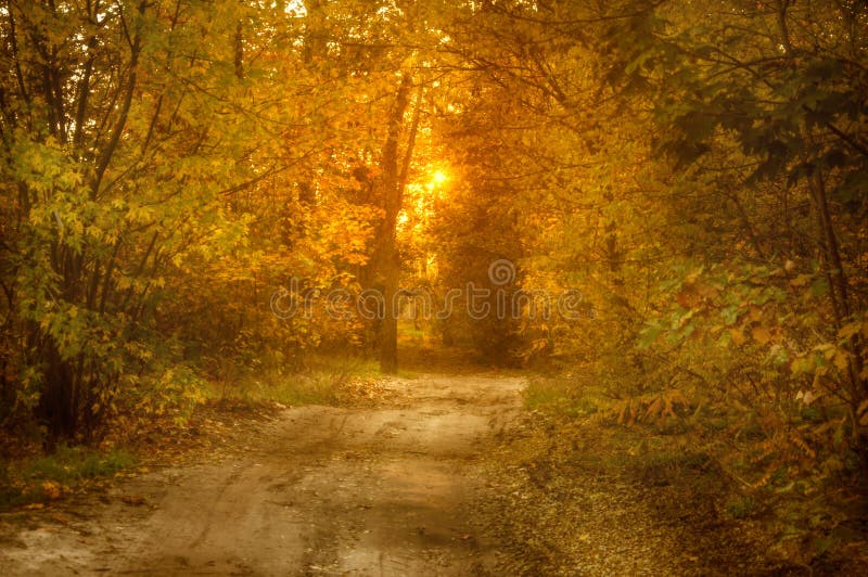 Autumn Landscape with Tree in Sunlight Stock Image - Image of nature ...