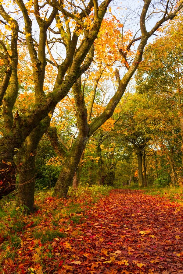 Autumn Landscape with Trees Stock Photo - Image of light, golden: 76671468
