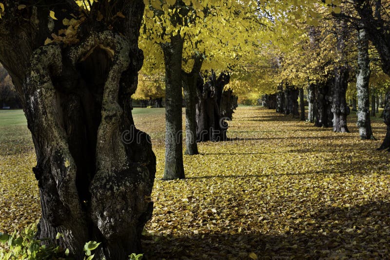 Autumn Landscape with Trees Stock Photo - Image of plant, nature: 267156888