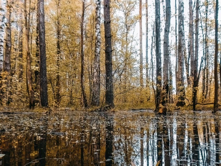 Autumn Landscape with Trees in the Forest Swamp Stock Photo - Image of ...