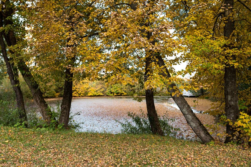 Autumn Landscape with Trees by the Lake Stock Photo - Image of ...