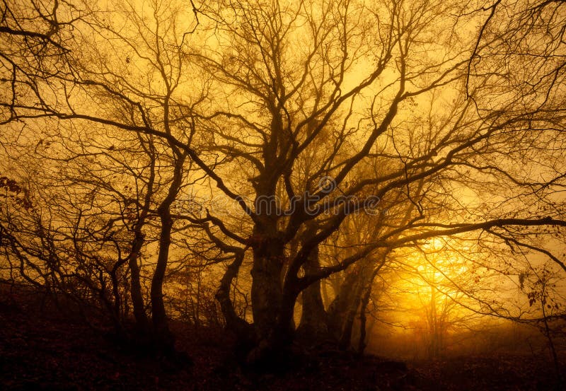 Autumn Landscape, Trees in the Mist at Dawn Stock Photo - Image of ...