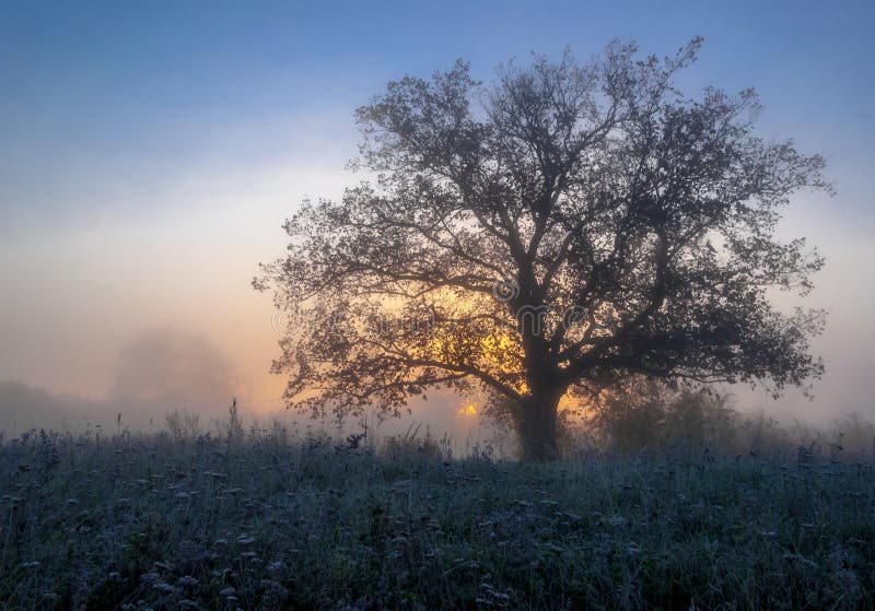 Alone Tree on Meadow at Sunset with Sun and Mist Stock Photo - Image of ...