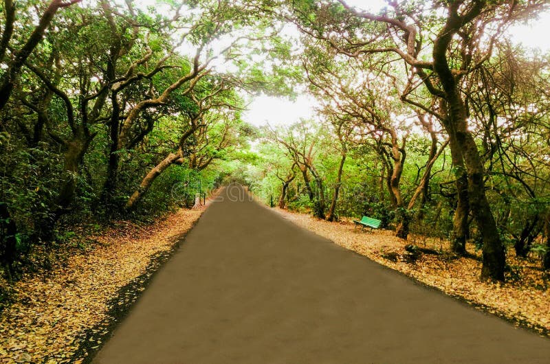 Autumn Landscape with Trees and Road Stock Photo - Image of landscape ...