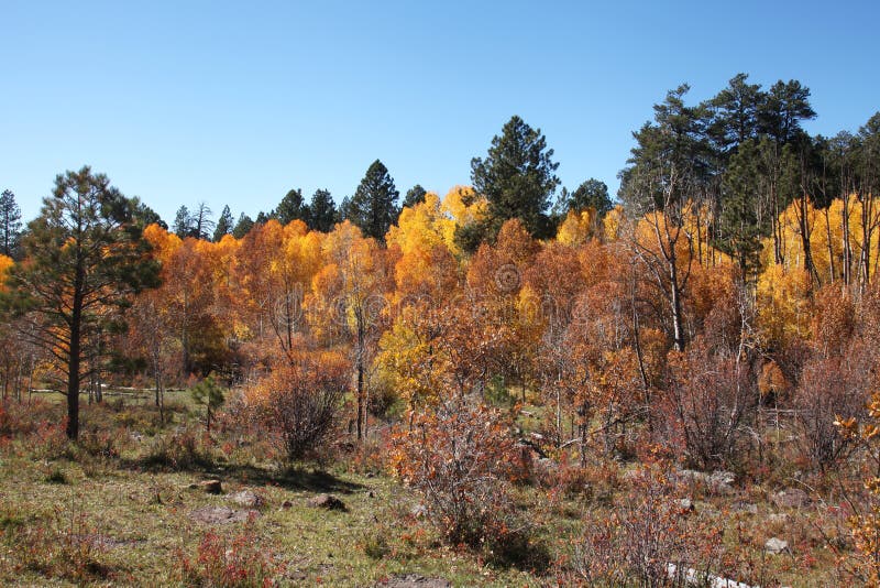 Autumn Landscape Utah stock photo. Image of nature, outdoor - 101220476