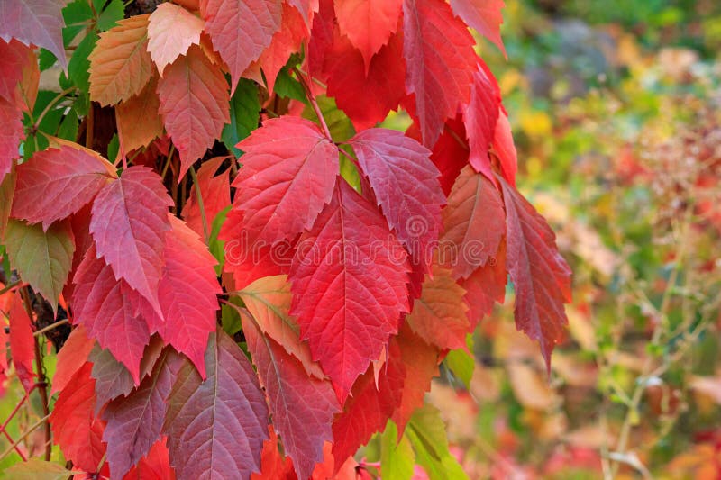Autumn Landscape - a View of the Foliage of the Virgin Ivy Climbing the ...