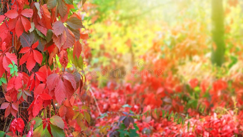 Autumn Landscape - a View of the Foliage of the Virgin Ivy Climbing the ...