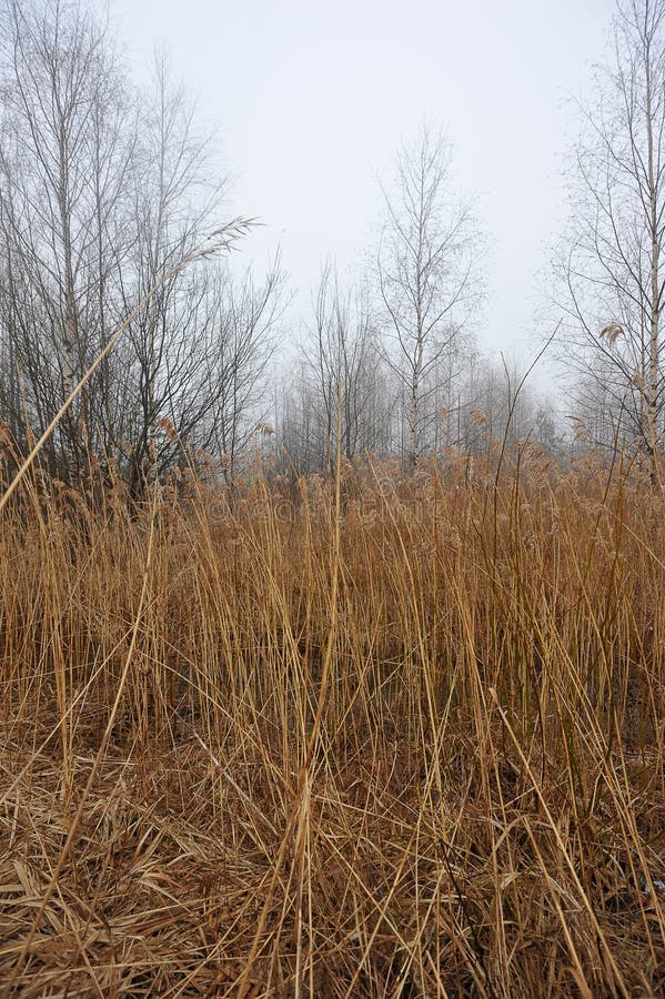 Autumn Landscape with Yellow Cane Stock Image - Image of hill, plant ...