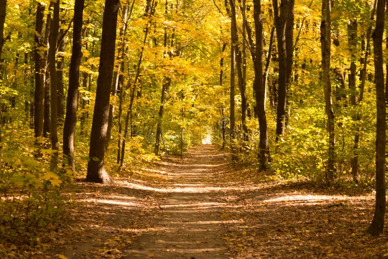 Autumn Landscape in Yellow Forest Stock Photo - Image of lane, park ...