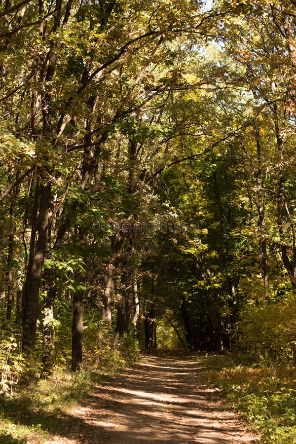 Autumn Landscape in Yellow Forest Stock Image - Image of leaf, foliage ...