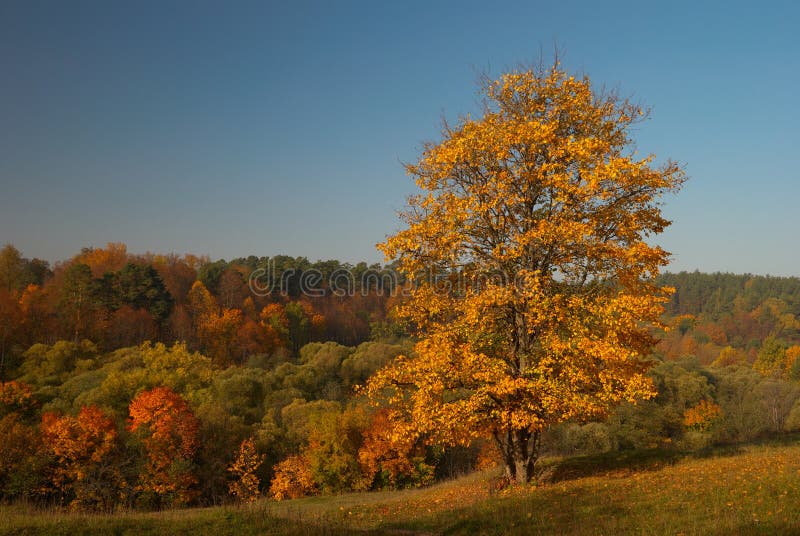 Autumn Landscape with Yellow Tree Stock Photo - Image of nature ...