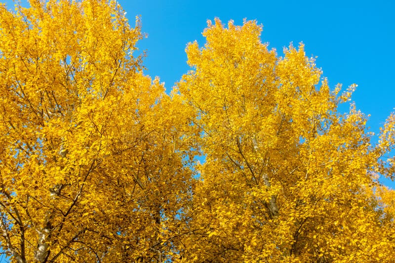 Autumn Landscape. Yellow Trees Against a Bright Blue Sky. Stock Image ...