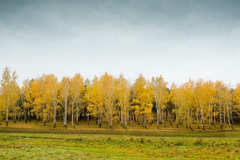 Autumn Landscape - Yellow Trees. Stock Photo - Image of nature, trees ...