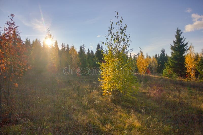 Autumn Landscape Young Trees in Autumn Coloring on a Cloudy Day Stock ...