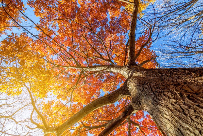 Autumn landscapes stock photo. Image of meadow, meditate - 61778436