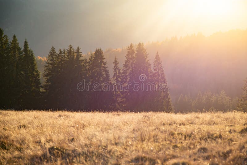 Autumn Landscpae at Sunset Wit Pine Trees Stock Photo - Image of season ...