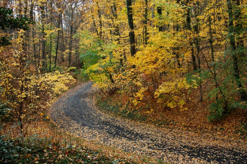 Autumn Lane stock photo. Image of peace, green, drive - 19093702