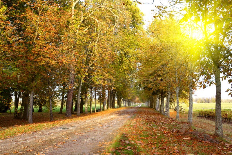 Autumn Lane stock photo. Image of curve, lane, season, drive - 267724