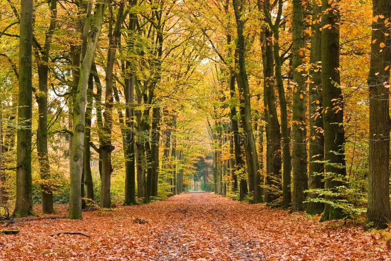 Autumn lane stock image. Image of tree, mood, seasonal - 3539009