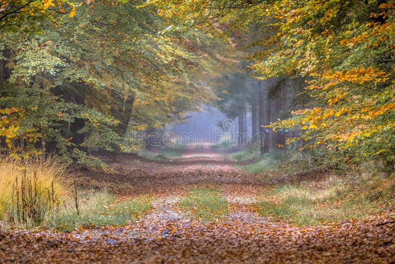 Autumn Lane stock photo. Image of curve, lane, season, drive - 267724