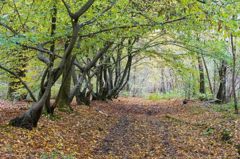 Path in forrest stock photo. Image of tree, road, green - 17347562