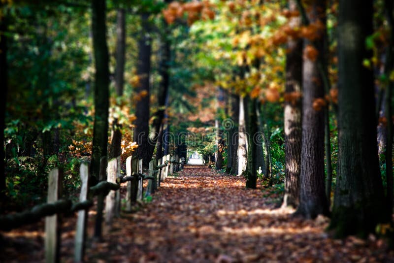 Autumn lane with trees stock image. Image of leaves, belgium - 13528161