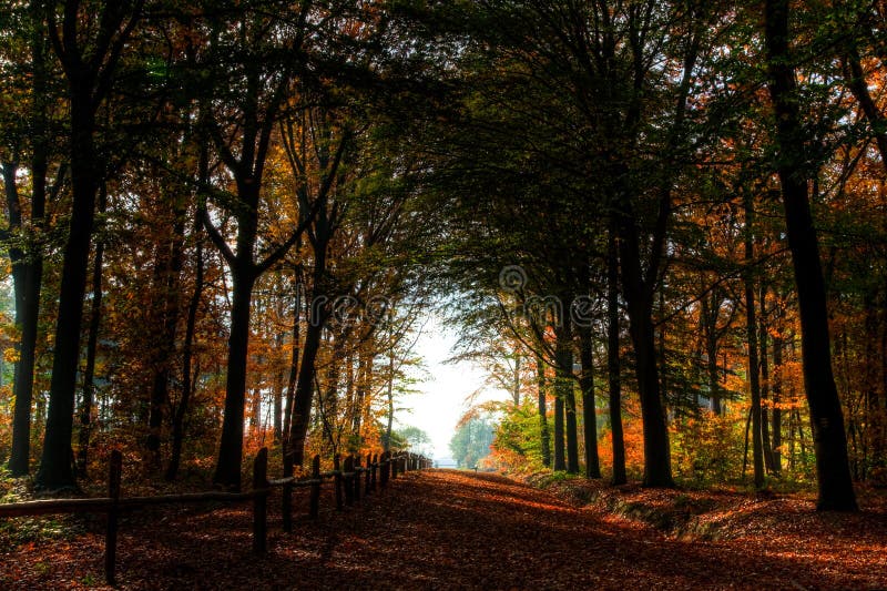 Autumn lane with trees stock photo. Image of wood, forest - 13528212