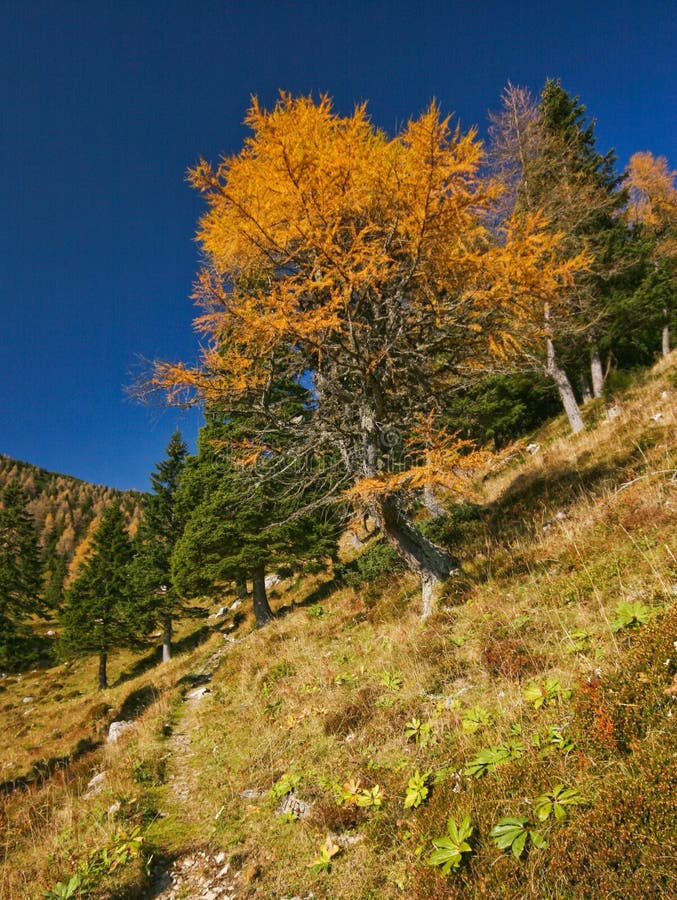 Autumn larch tree in Alps stock photo. Image of trees - 8279546