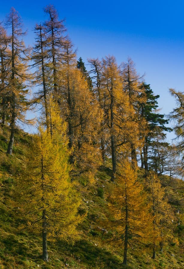 Autumn larch stock photo. Image of colors, outdoor, colorful - 8279564
