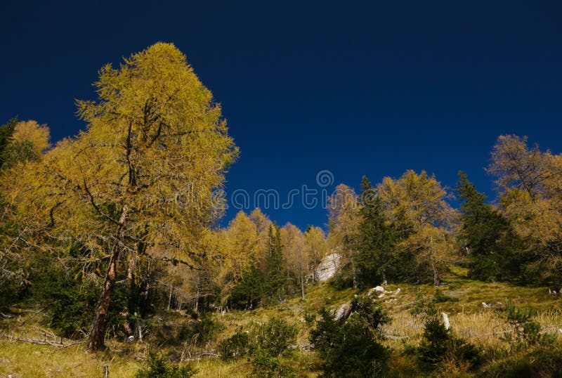 Autumn larch trees in Alps stock photo. Image of alps - 8279794
