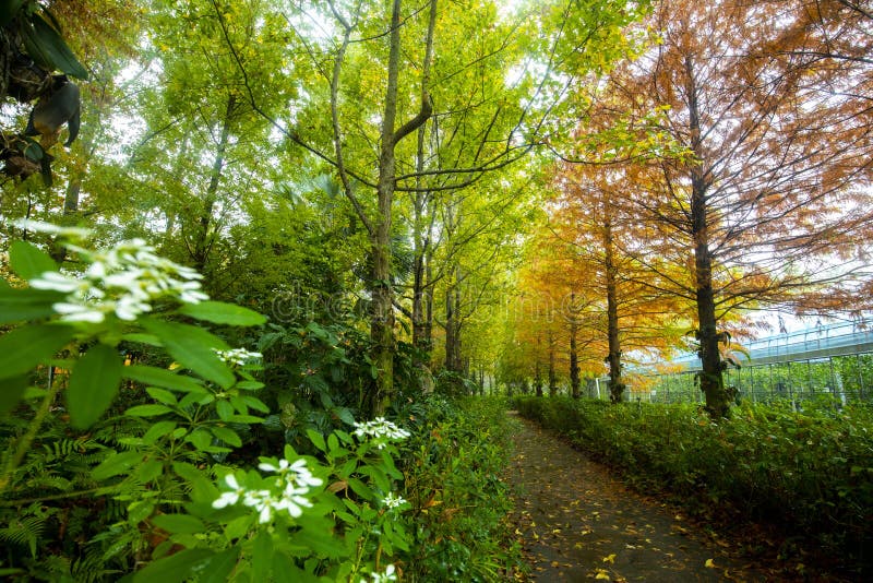 Autumn, Larch, Forest, Larch Leaves, Turning Red Stock Photo - Image of ...