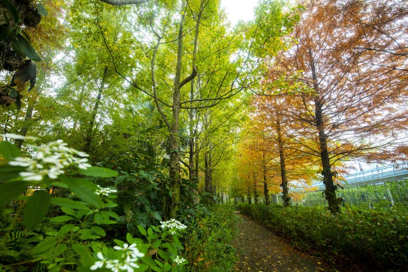 Autumn, Larch, Forest, Larch Leaves, Turning Red Stock Image - Image of ...