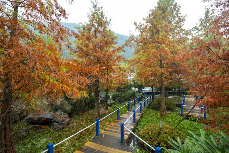 Autumn, Larch, Forest, Larch Leaves, Turning Red Stock Image - Image of ...