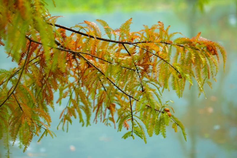Autumn, Larch, Forest, Larch Leaves, Turning Red Stock Image - Image of ...