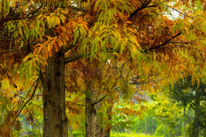Autumn, Larch, Forest, Larch Leaves, Turning Red Stock Photo - Image of ...