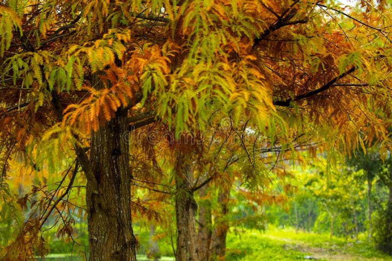 Autumn, Larch, Forest, Larch Leaves, Turning Red Stock Photo - Image of ...