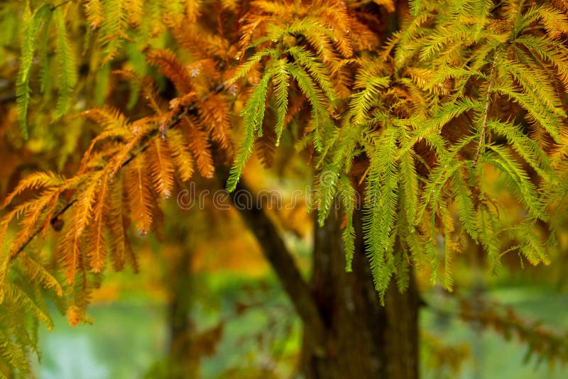 Autumn, Larch, Forest, Larch Leaves, Turning Red Stock Image - Image of ...
