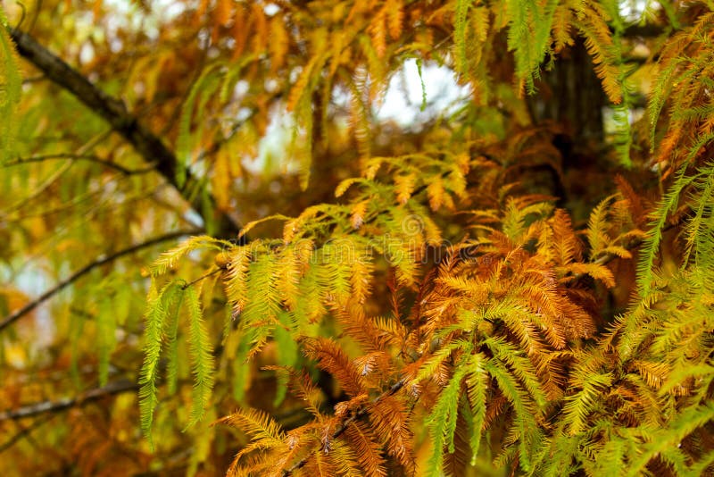 Autumn, Larch, Forest, Larch Leaves, Turning Red Stock Image - Image of ...