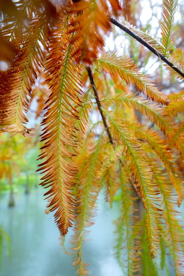 Autumn, Larch, Forest, Larch Leaves, Turning Red Stock Photo - Image of ...