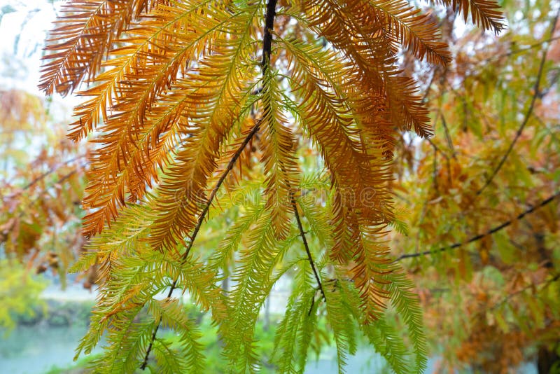 Autumn, Larch, Forest, Larch Leaves, Turning Red Stock Image - Image of ...