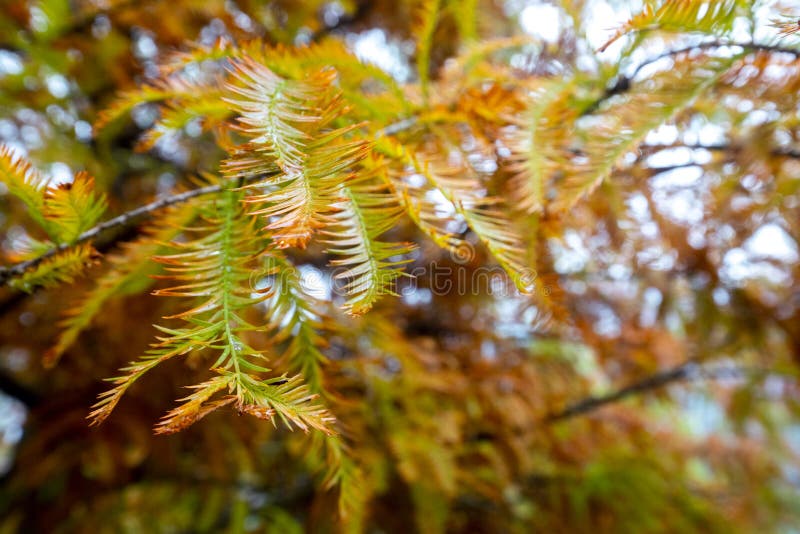 Autumn, Larch, Forest, Larch Leaves, Turning Red Stock Image - Image of ...