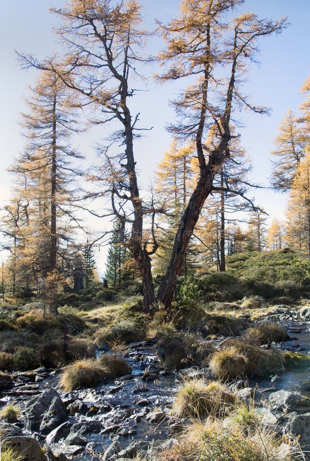 Tree in Fall Foliage in Alpine Indian Summer Stock Image - Image of ...