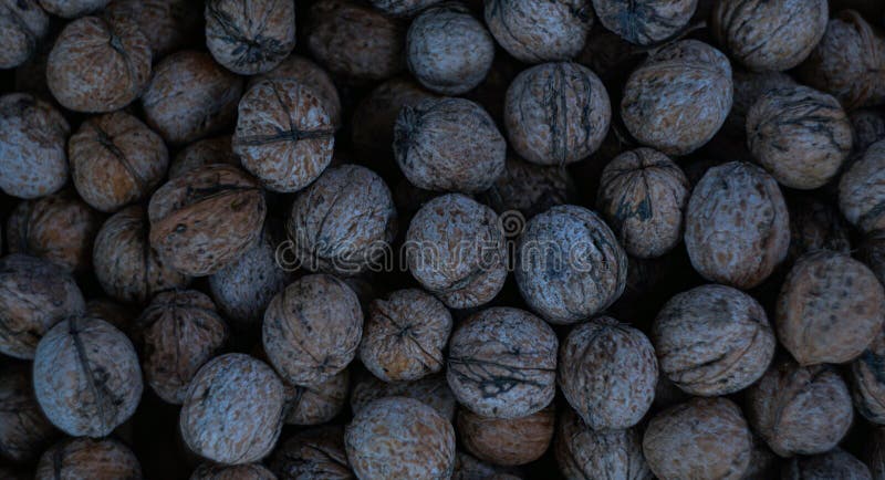 Large Nuts are Spread on the Ground Stock Photo - Image of food, heap ...